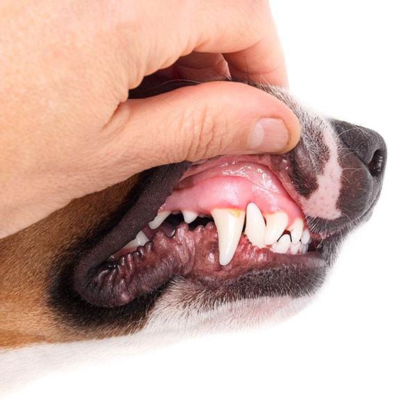 Dentistry - Cobb & Co Veterinary Clinic