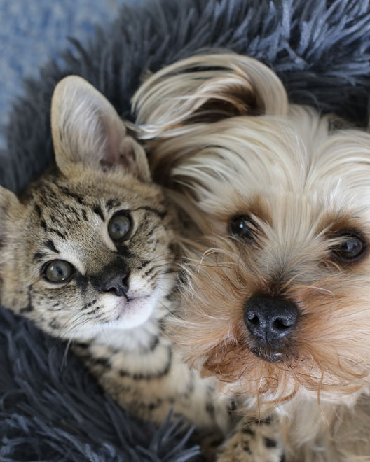 Home - Cobb & Co Veterinary Clinic