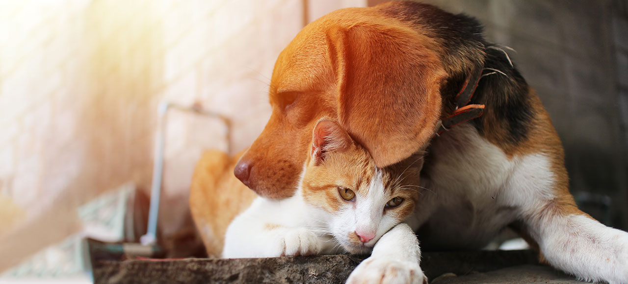 Home - Cobb & Co Veterinary Clinic