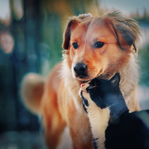 Home - Cobb & Co Veterinary Clinic