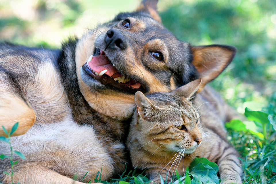 Home - Cobb & Co Veterinary Clinic