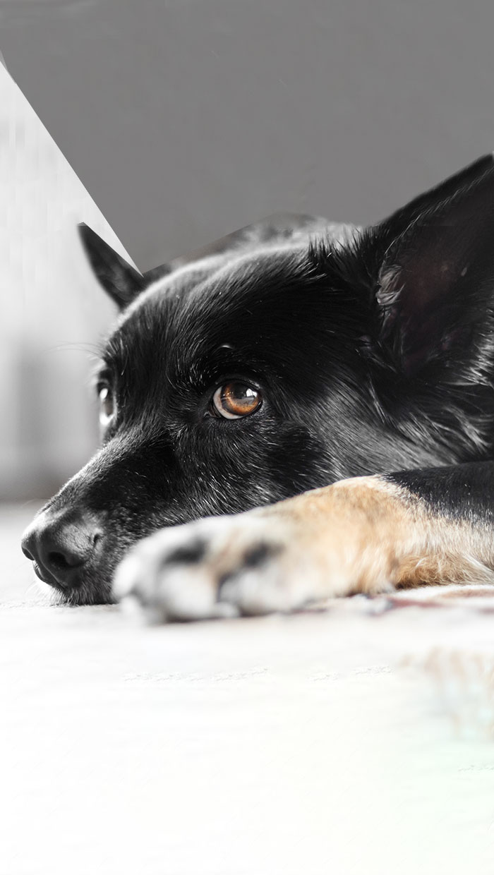 Sick Pet Visits - Cobb & Co Veterinary Clinic