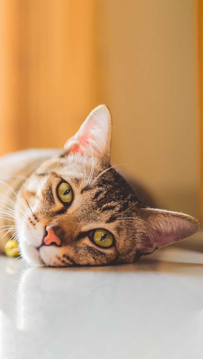 Sick Pet Visits - Cobb & Co Veterinary Clinic