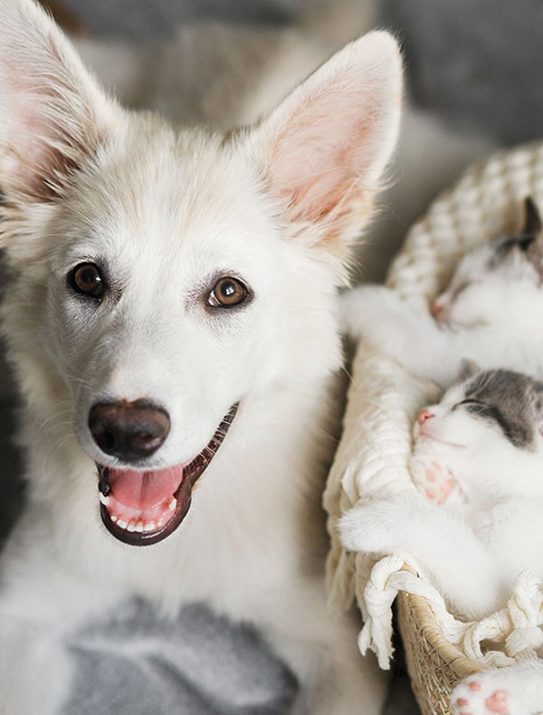 Careers - Cobb & Co Veterinary Clinic