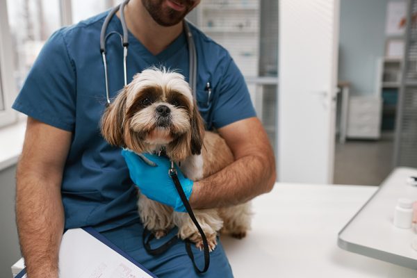 Transform Your Dog's Vet Visits with Cooperative Care: A Professional ...