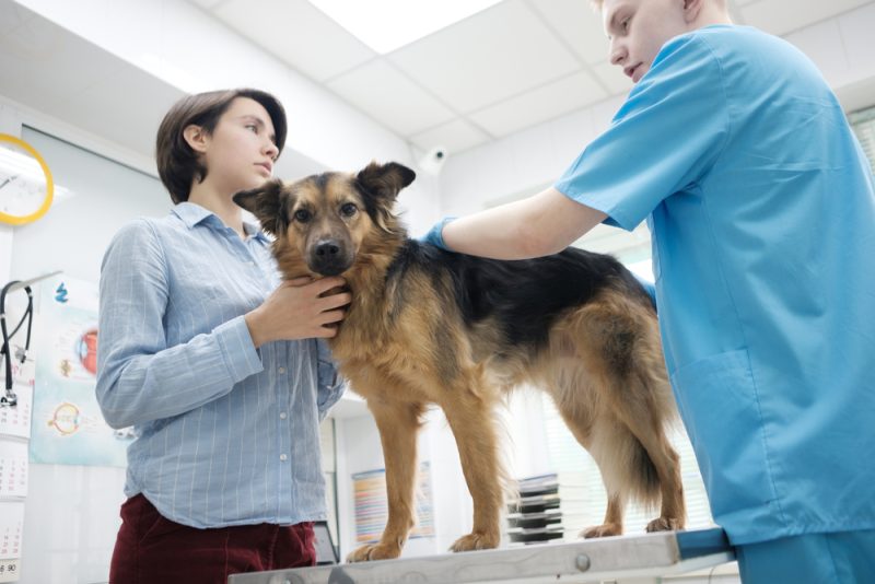 Cystotomy in Pets: What Pet Owners Need to Know - Cobb & Co Veterinary ...