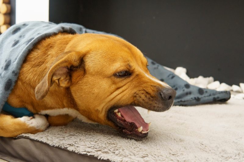 Your Pet's Respiratory Sounds: When to Worry About Coughing, Sneezing ...